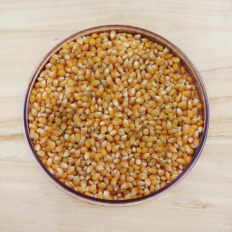 Variété de maïs italien pour popcorn.