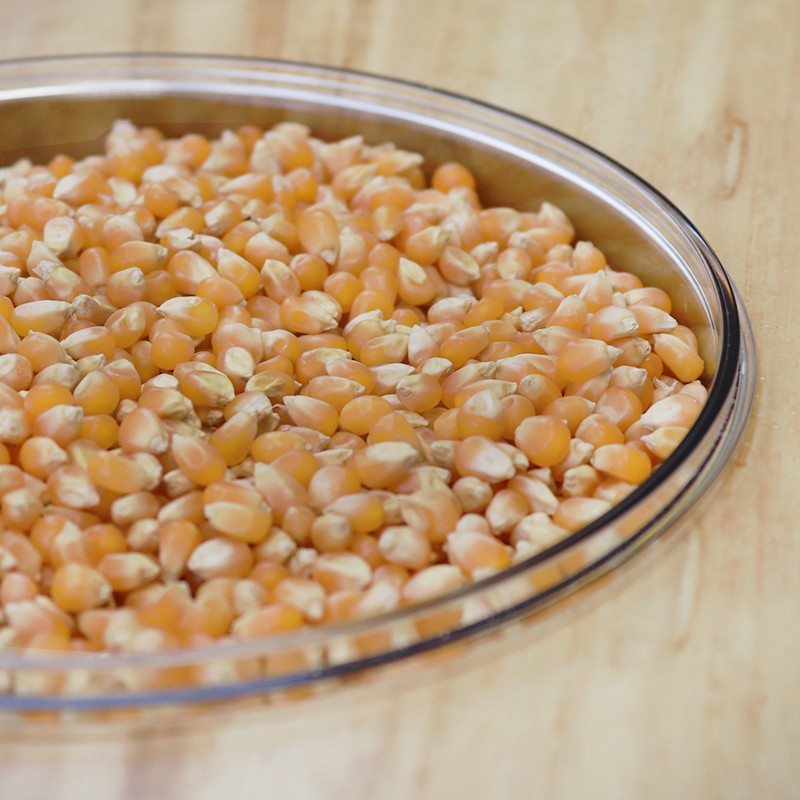 Variété de maïs italien pour popcorn.