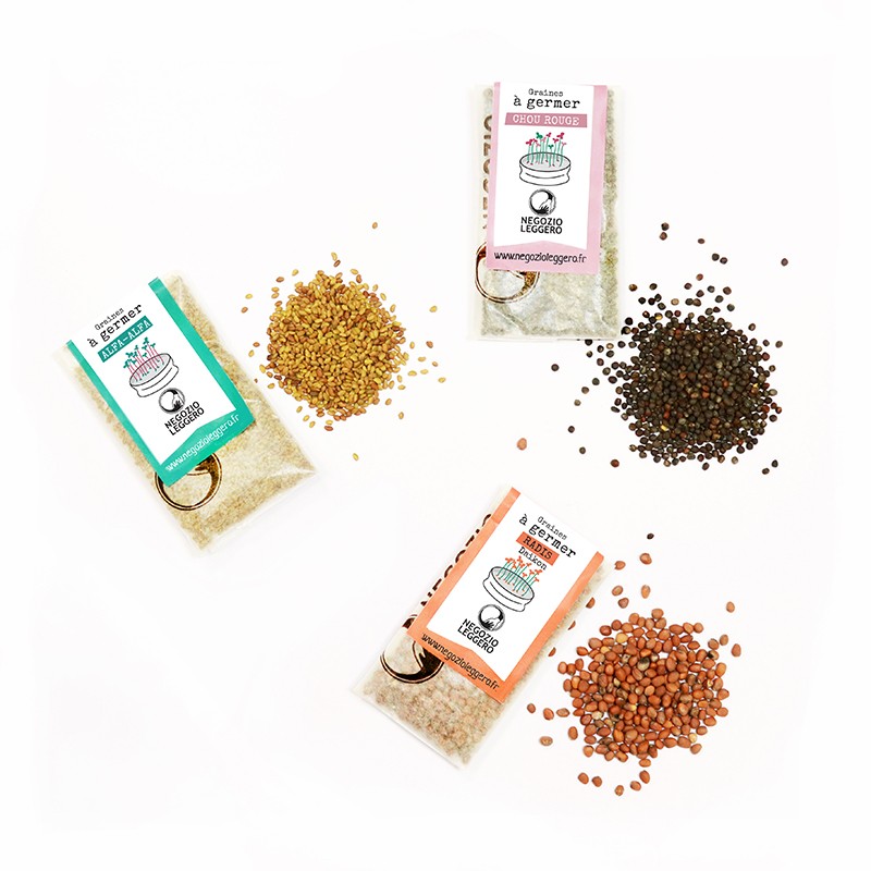 Graines à germer chou rouge à cultiver à l’intérieur.